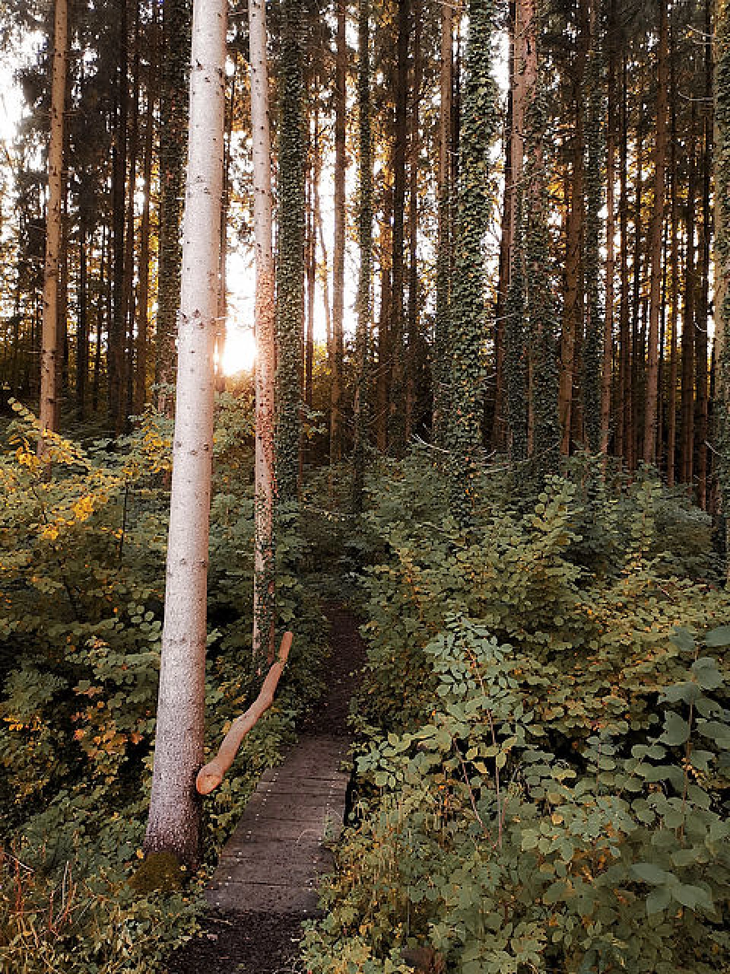 Waldbaden: Die Natur vor deiner Haustür mit allen Sinnen erleben